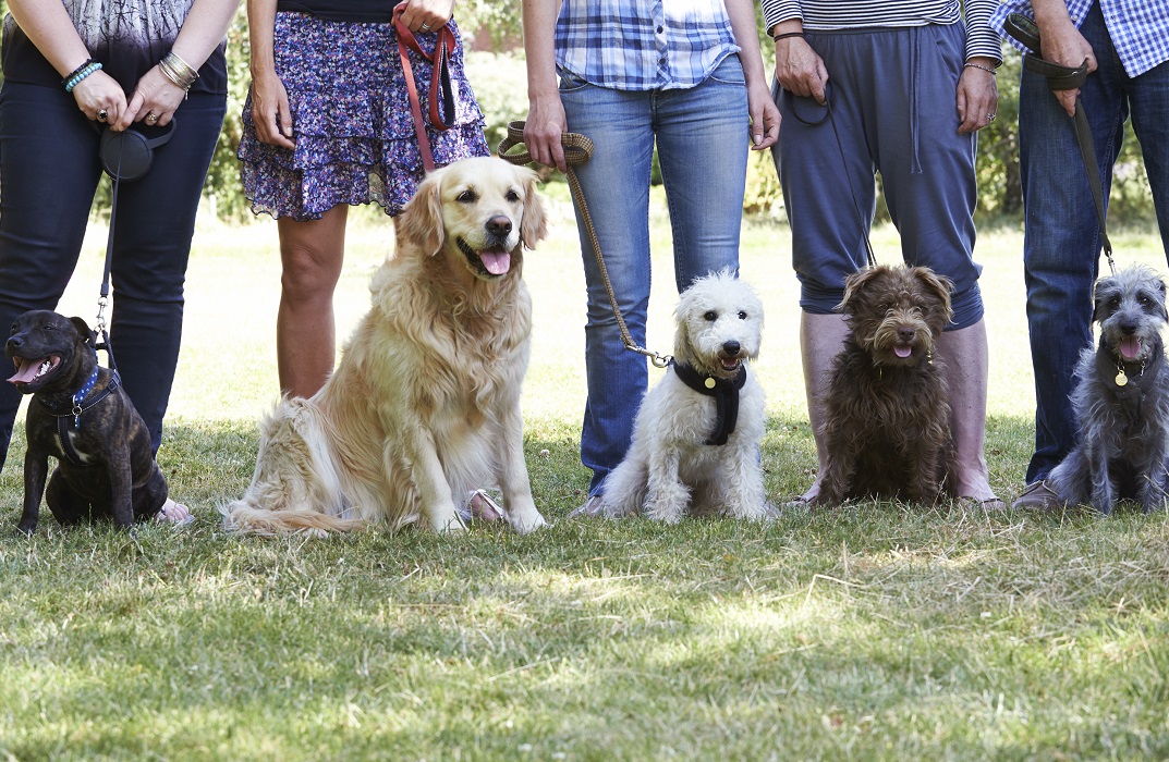 Introduction to Dog Breeds and Basic Anatomy - Compliance Central